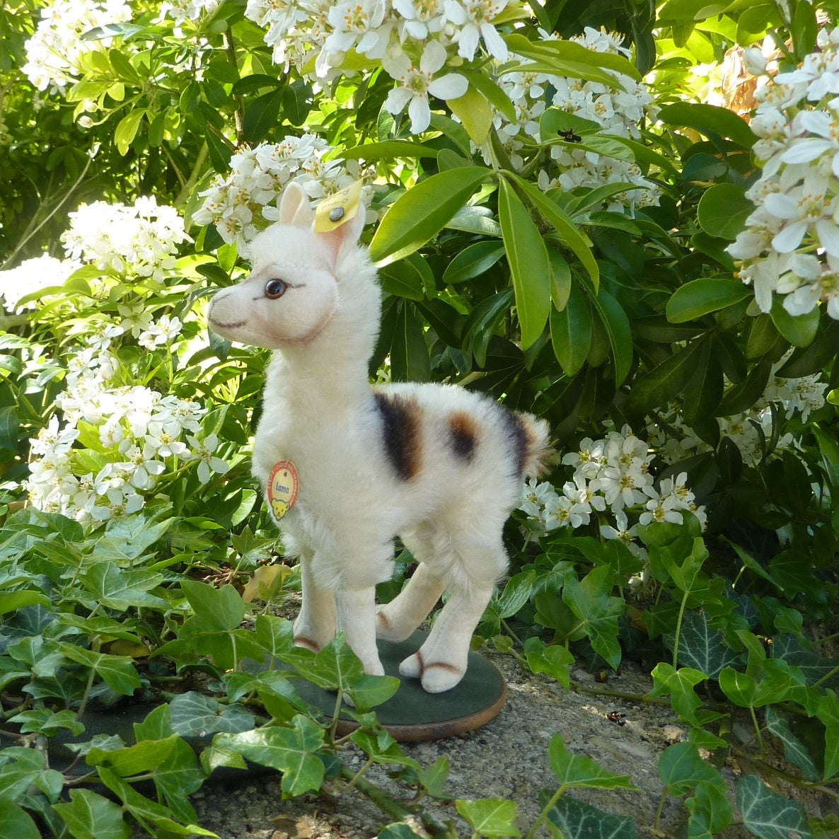 Steiff Lama, circa 1959-1967 – Teddy Bears